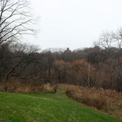 Ravine - Parks - New York Magazine