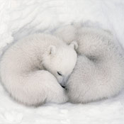 Earth - Movie Review and Showtimes - New York Magazine